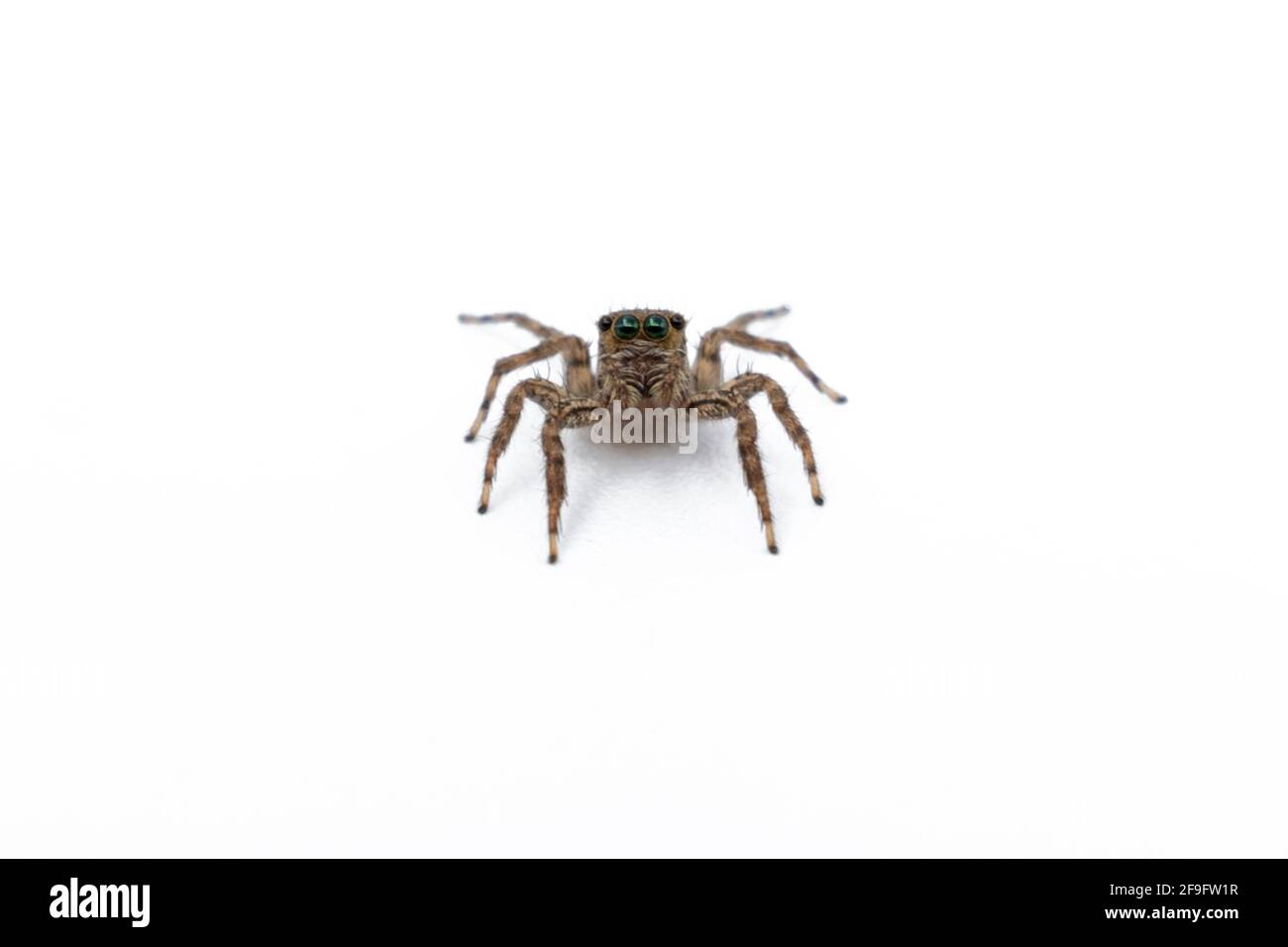 Large house spider Cut Out Stock Images & Pictures - Alamy