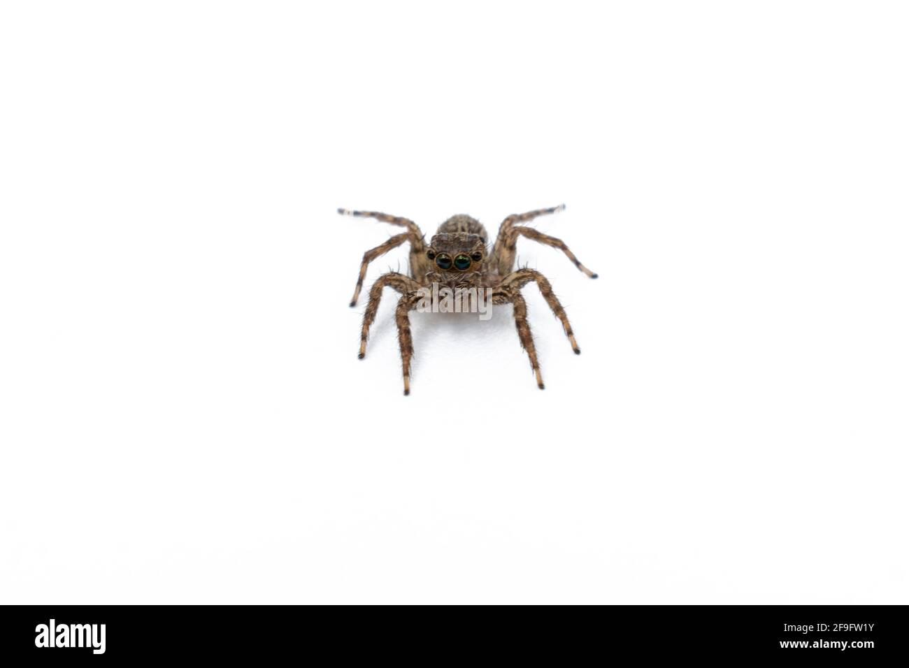 Large house spider Cut Out Stock Images & Pictures - Alamy