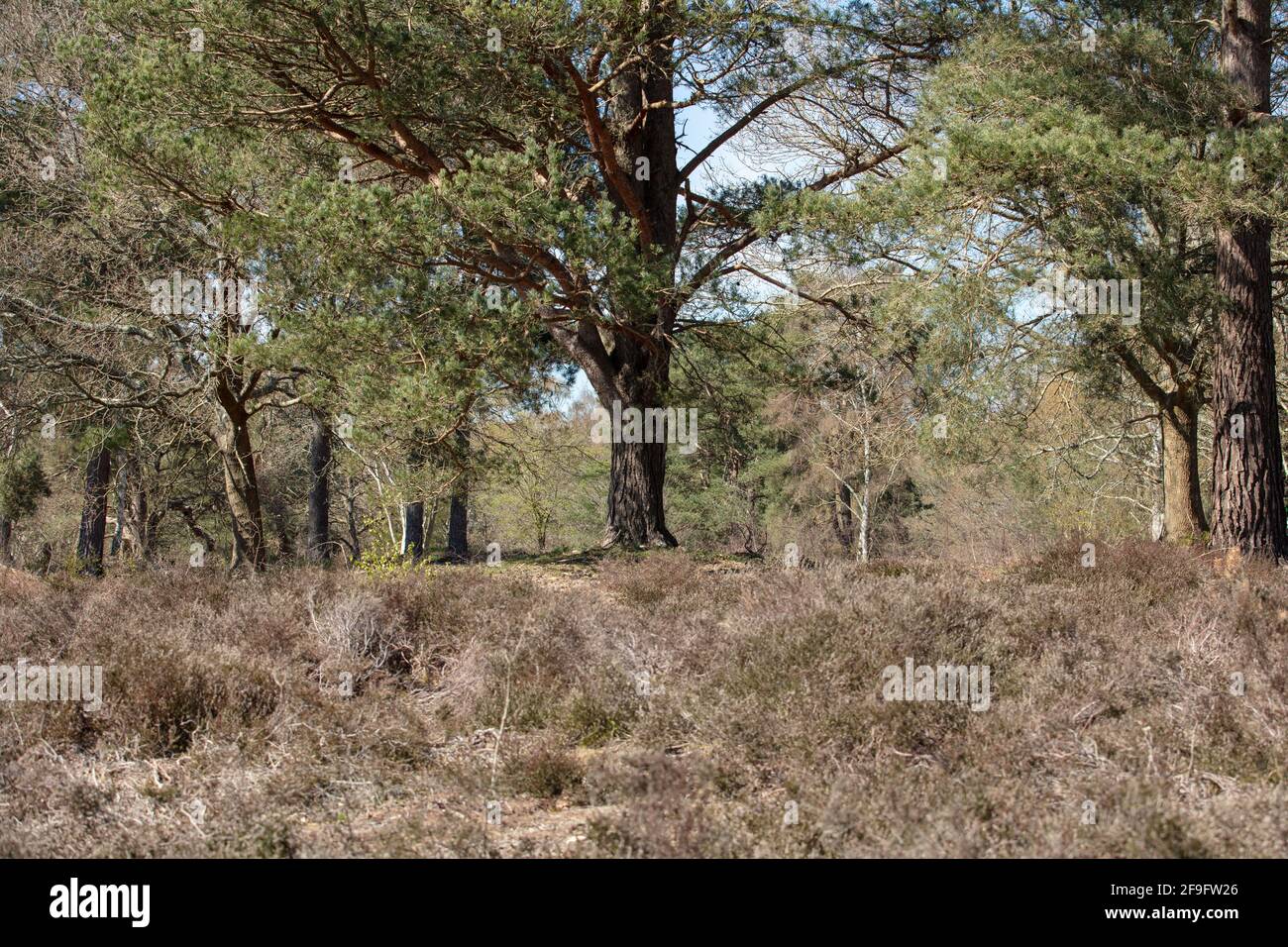 Heathland biodiversity hi-res stock photography and images - Alamy