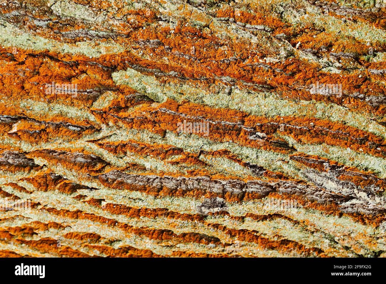 Nice red colored bark tree texture background Stock Photo - Alamy