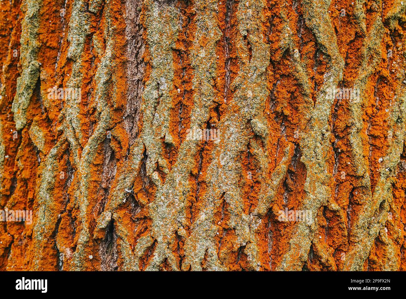Nice red colored bark tree texture background Stock Photo - Alamy