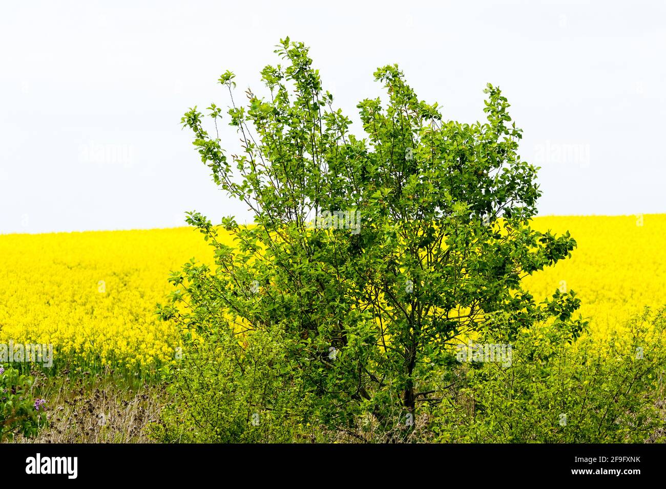 Rapeseeds fields, Chassieu, Rhone, AURA, France Stock Photo - Alamy