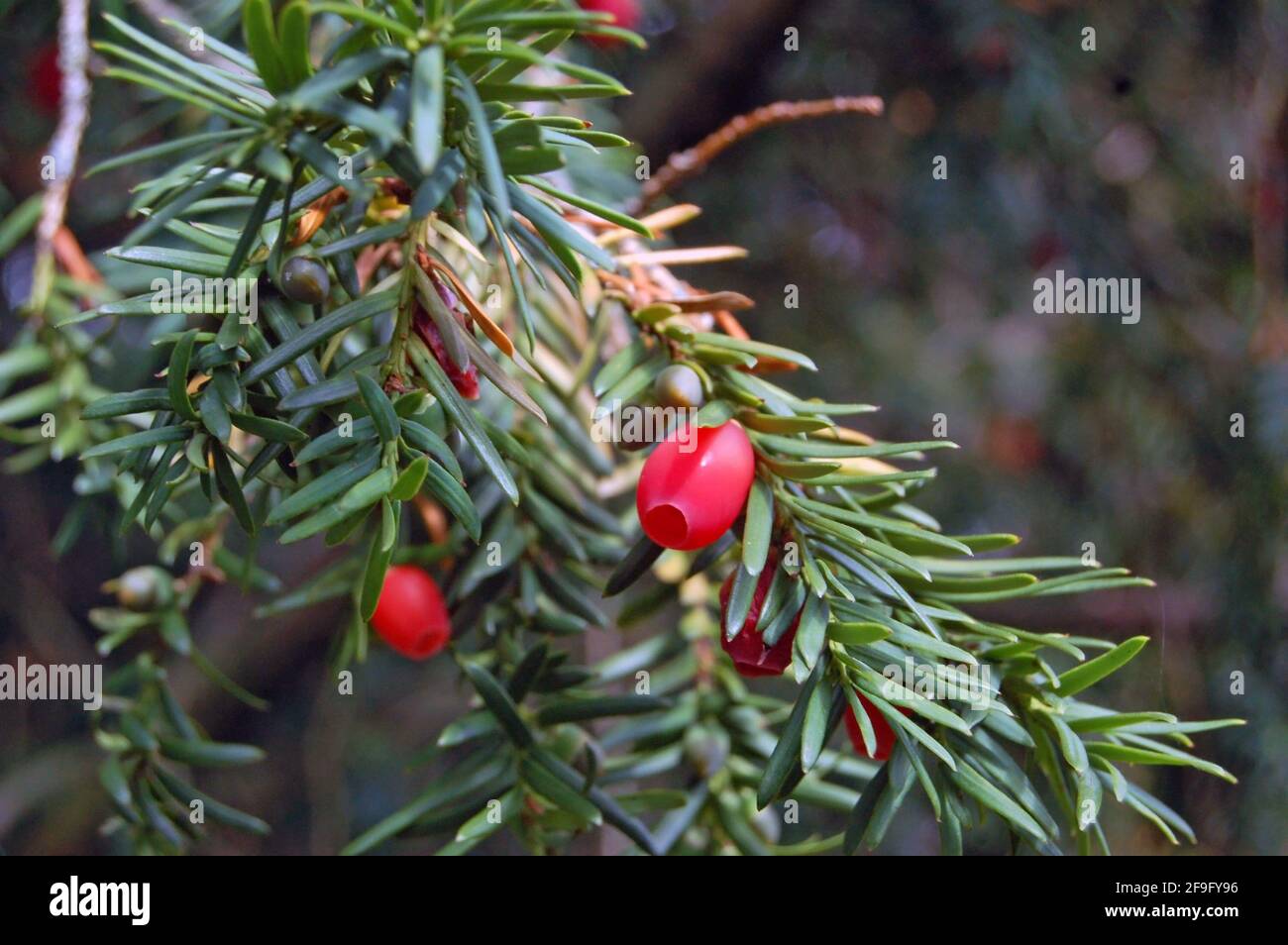 Highly poisonous hi-res stock photography and images - Alamy