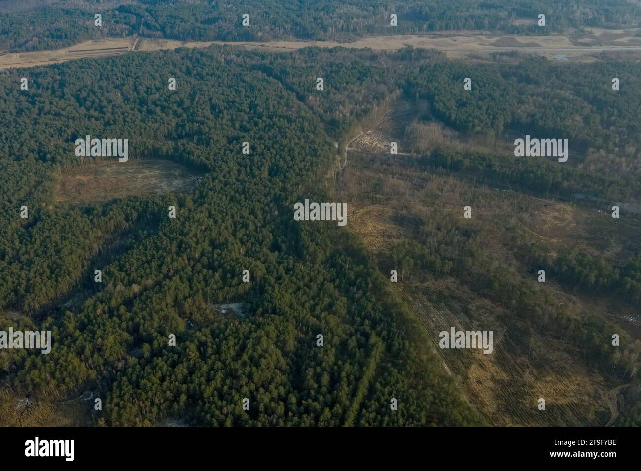 Aerial drone view of deforestation of a pine forest. Ecology concept ...