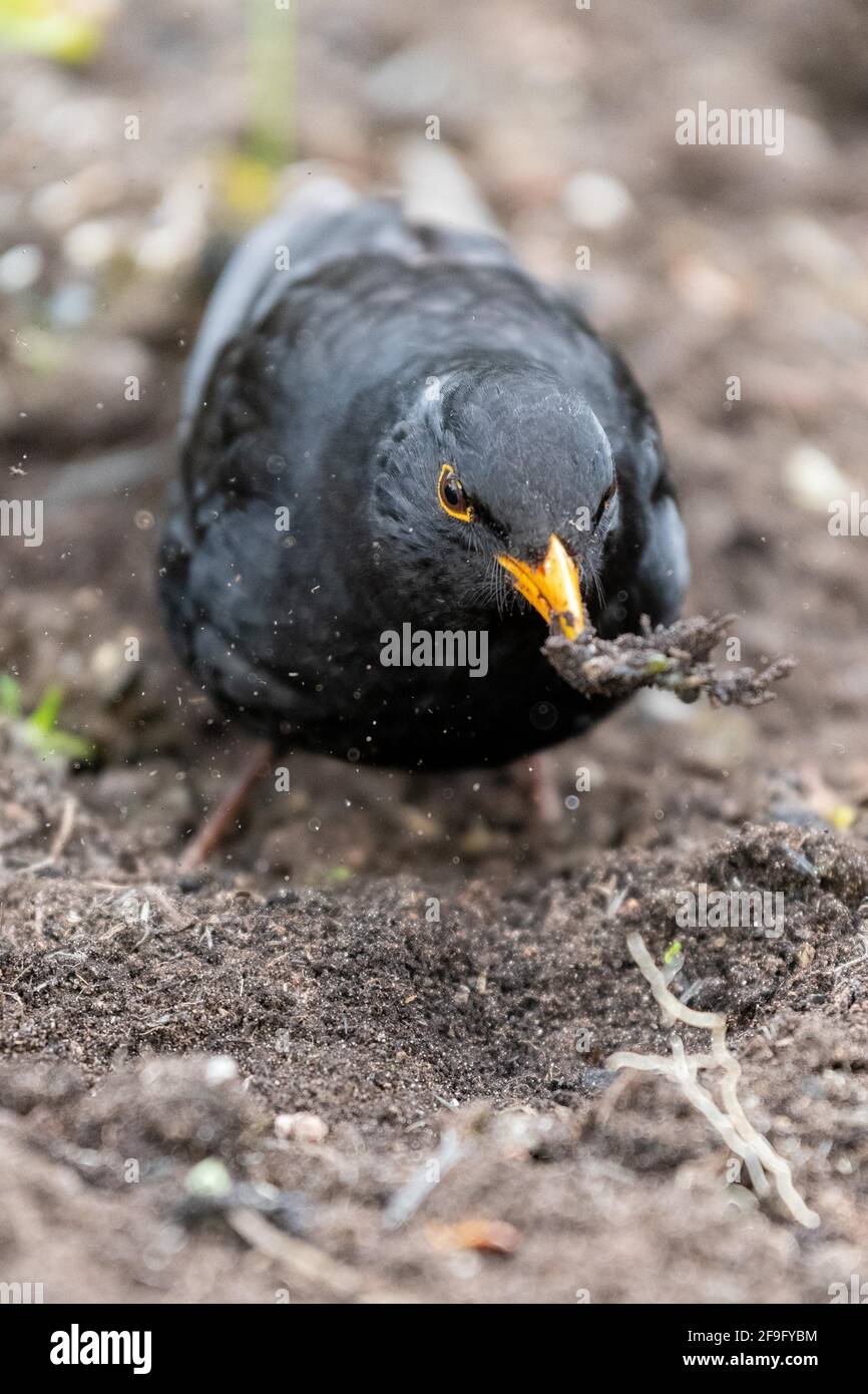 Male blackbird killing and breaking up slug by shaking it and wiping it ...