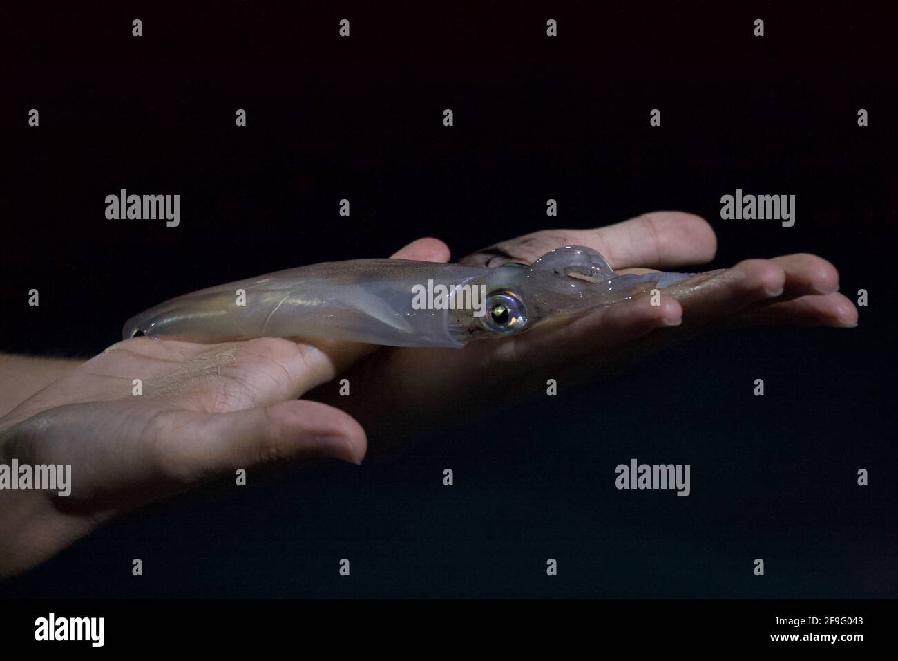 Hand squid hi-res stock photography and images - Alamy