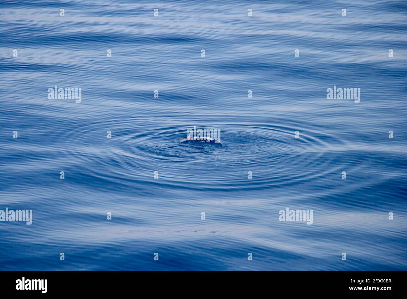 Reef shark fin makes concentric ripples, Great Barrier Reef, Australia ...