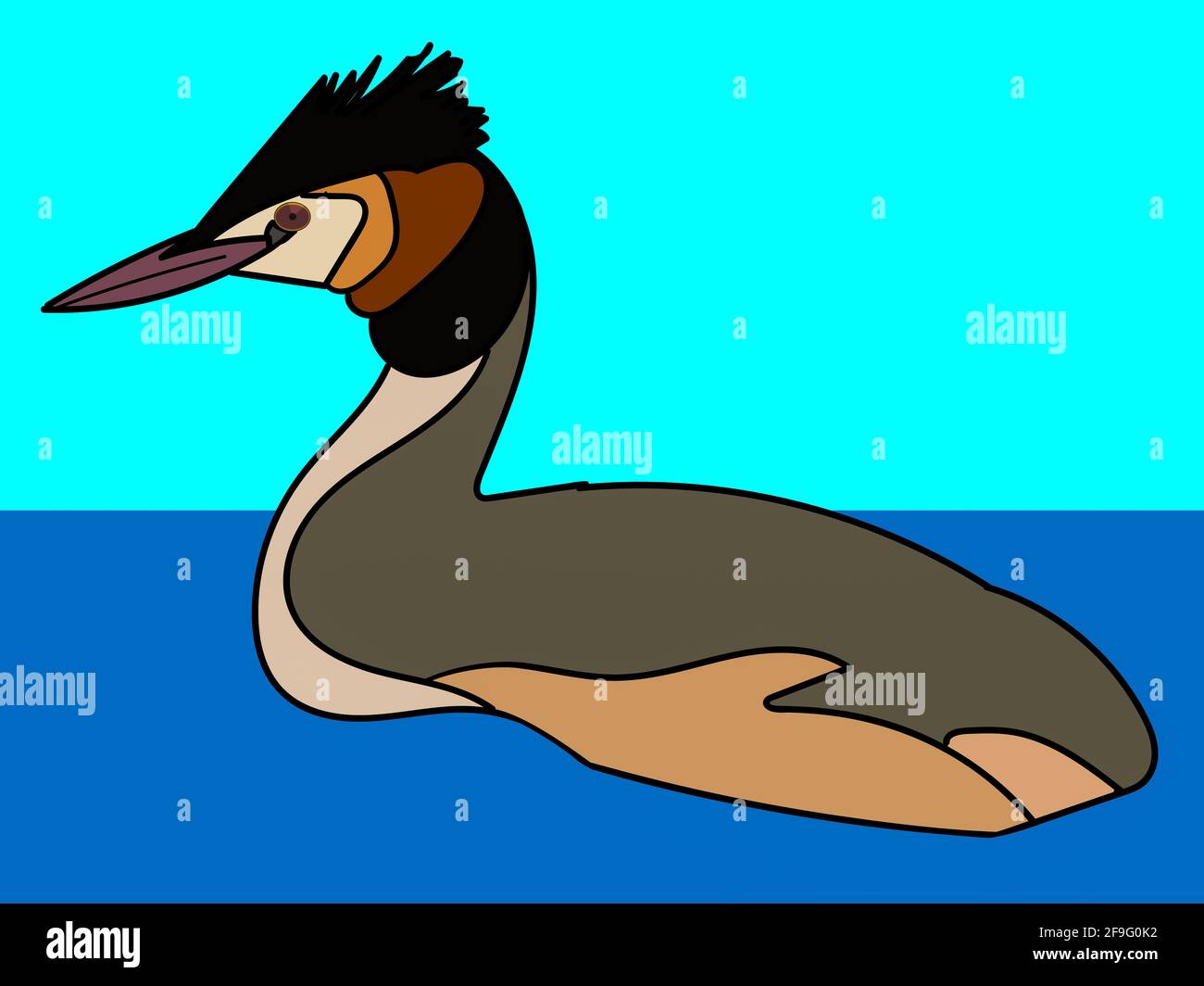A graphic illustration of Great crested Grebe for use as an icon, logo ...