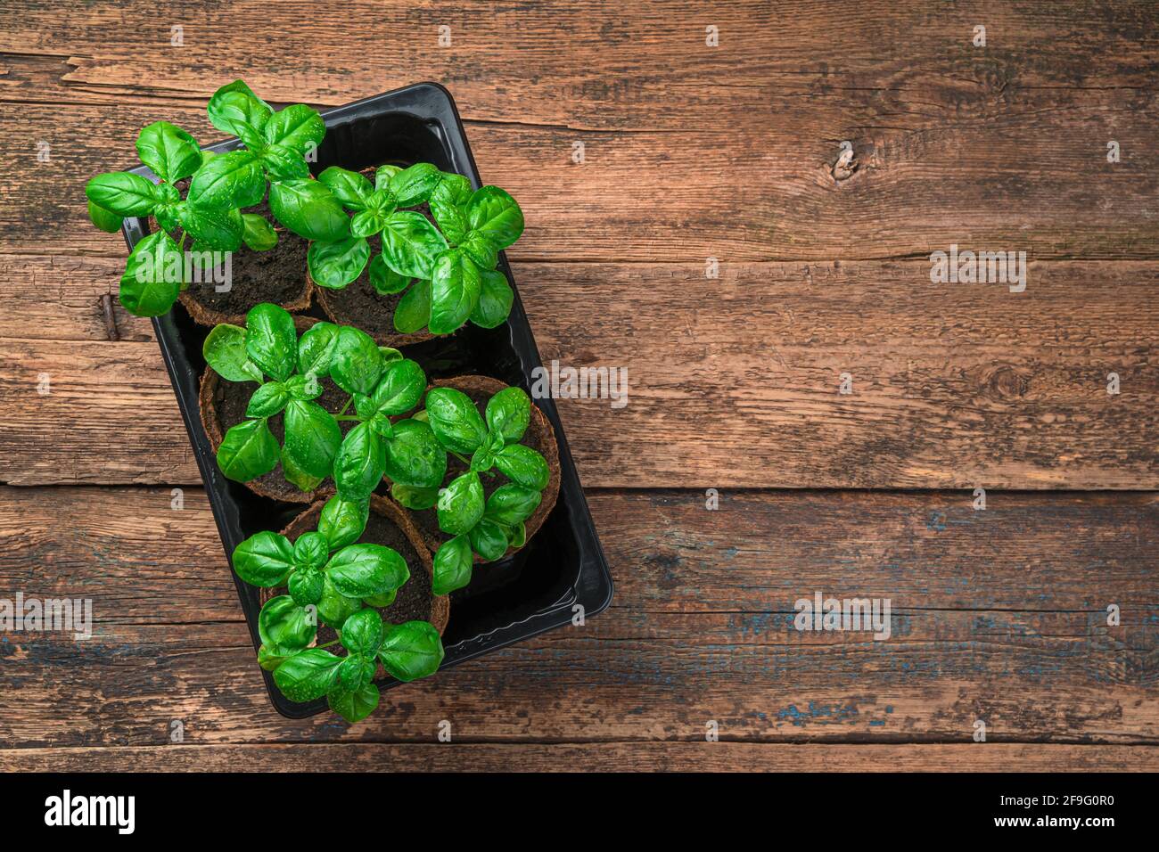 Sprouting basil in a pot on a brown background with space to copy. Top ...