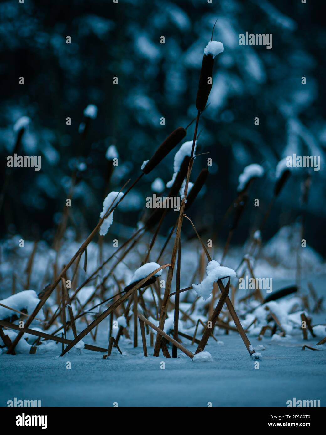 A vertical shot of reed in a frozen lake in winter Stock Photo - Alamy