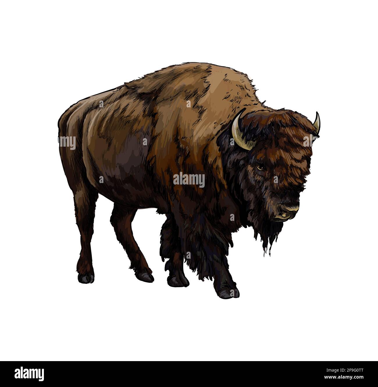 American Bison Drawing