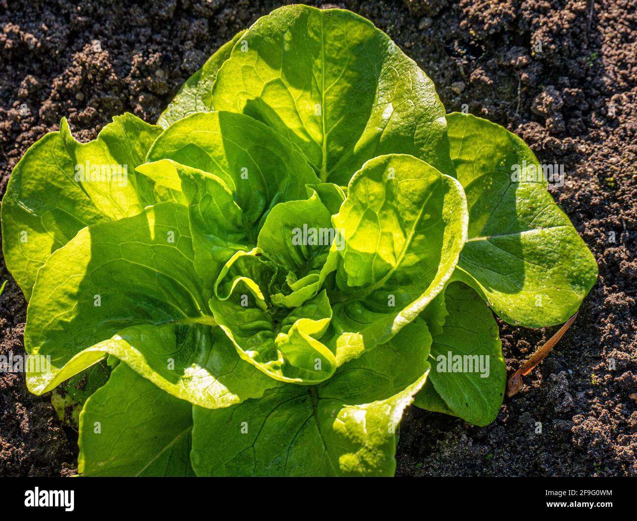 Lettuce texture hi-res stock photography and images - Alamy