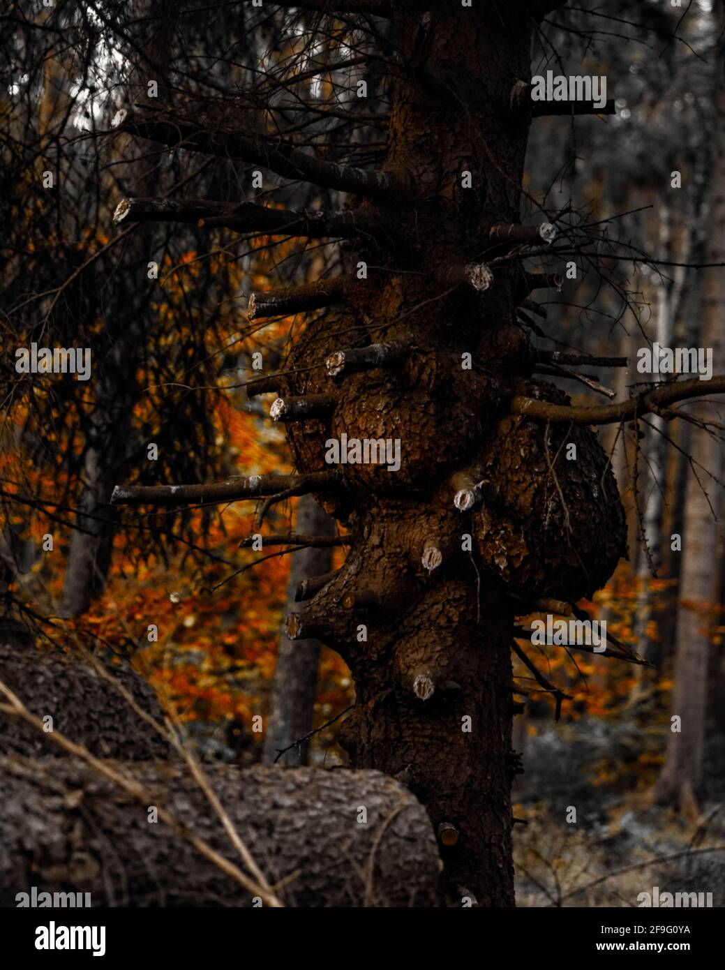 Cut branches hi-res stock photography and images - Alamy