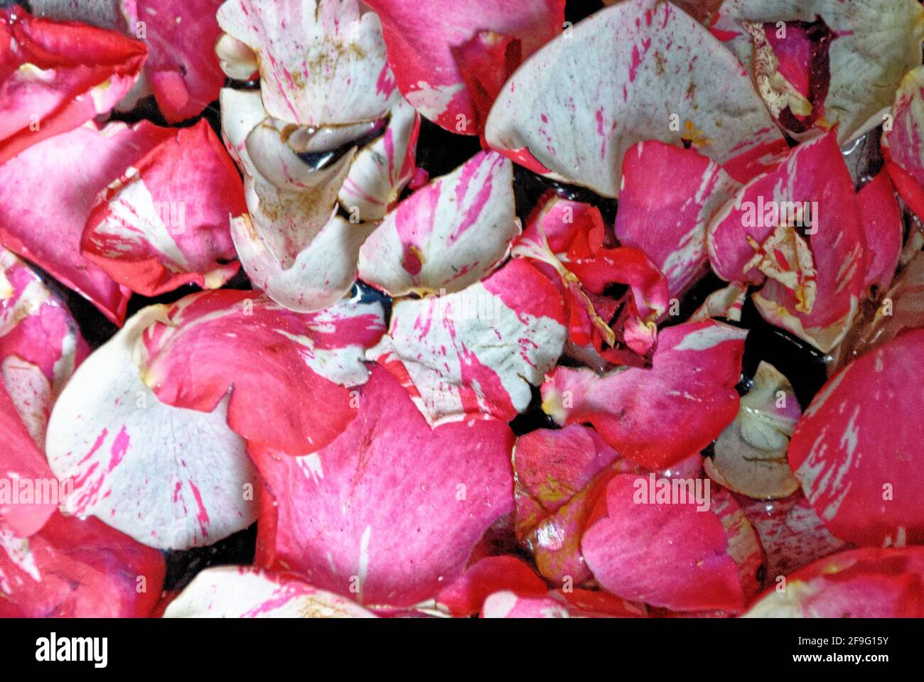 Pink and Red Rose Petals Background - Natural background - Nature Stock ...