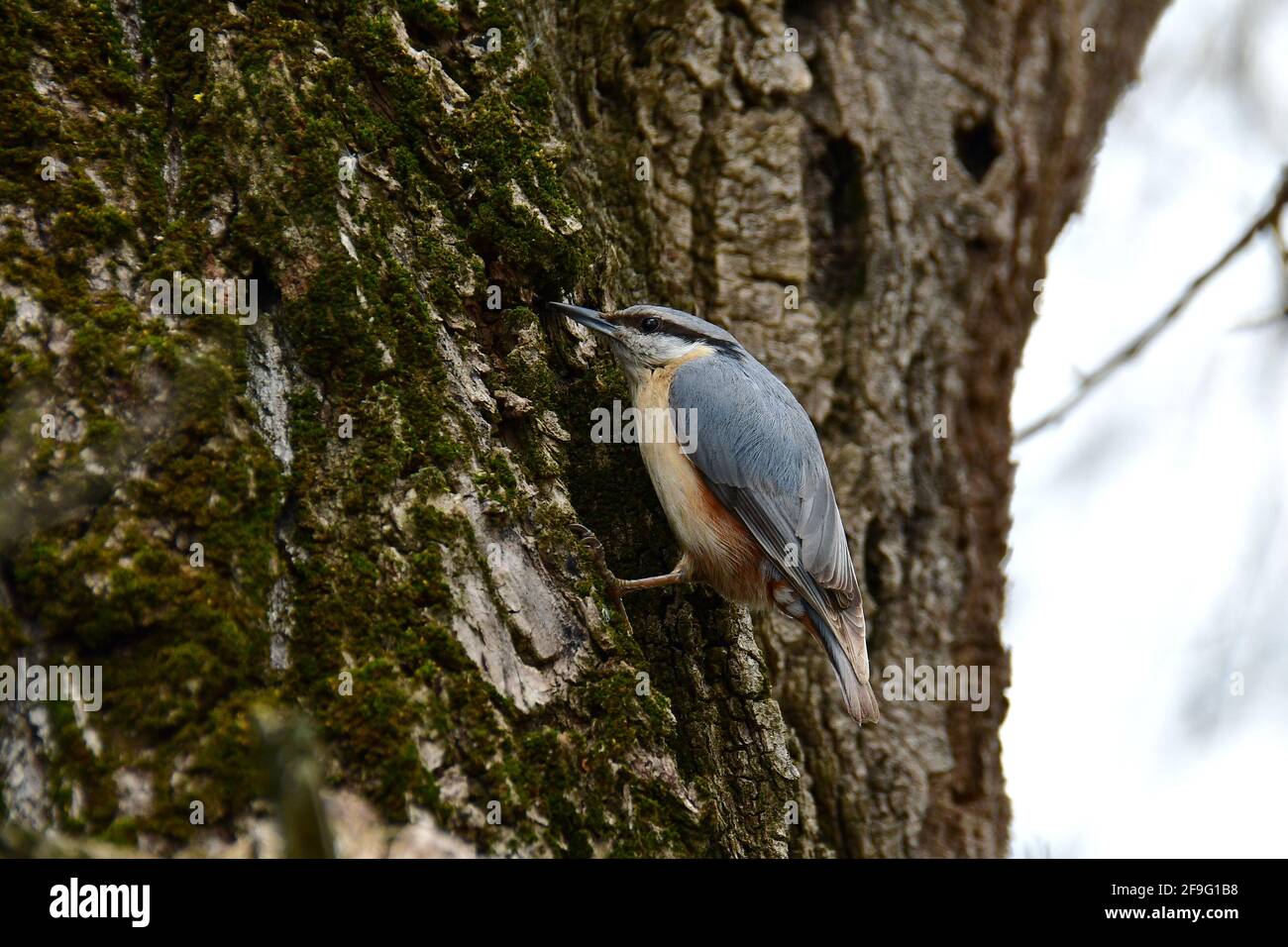 Eurasian nuthatch, wood nuthatch, Kleiber, Spechtmeise, Sittelle ...