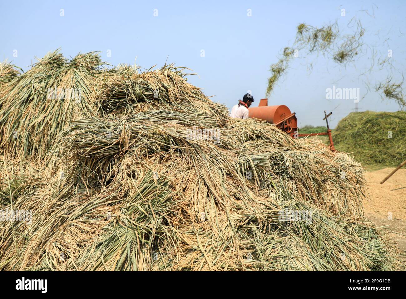 Birulia hi-res stock photography and images - Alamy