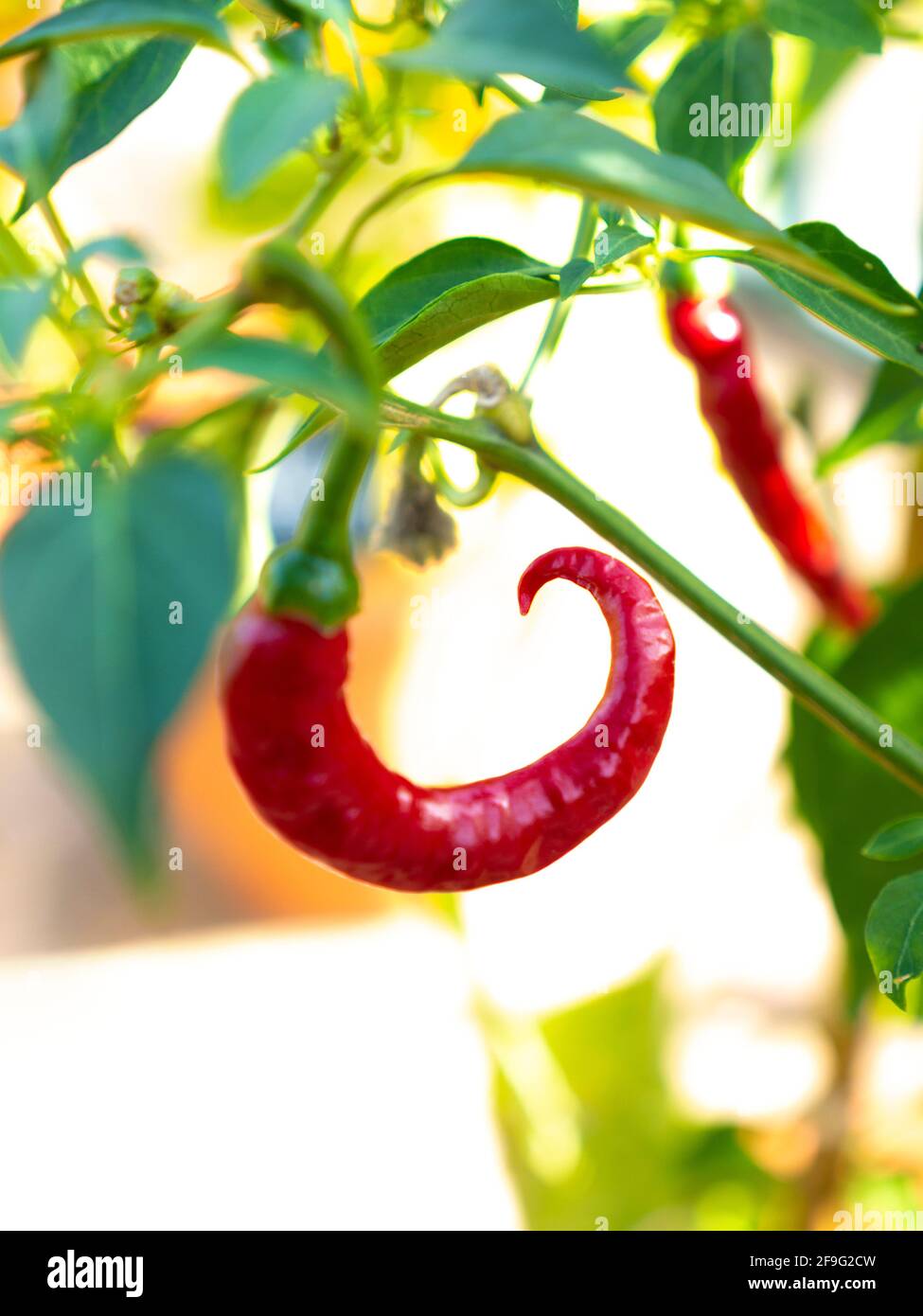 Traditional terracotta pots hi-res stock photography and images - Alamy