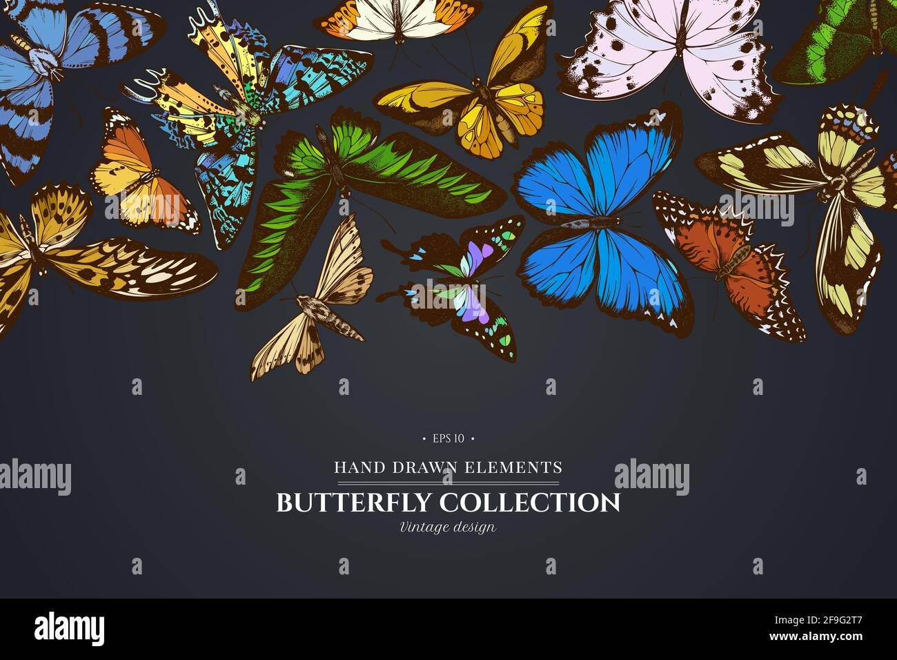 Blue tiger moth Stock Vector Images - Alamy