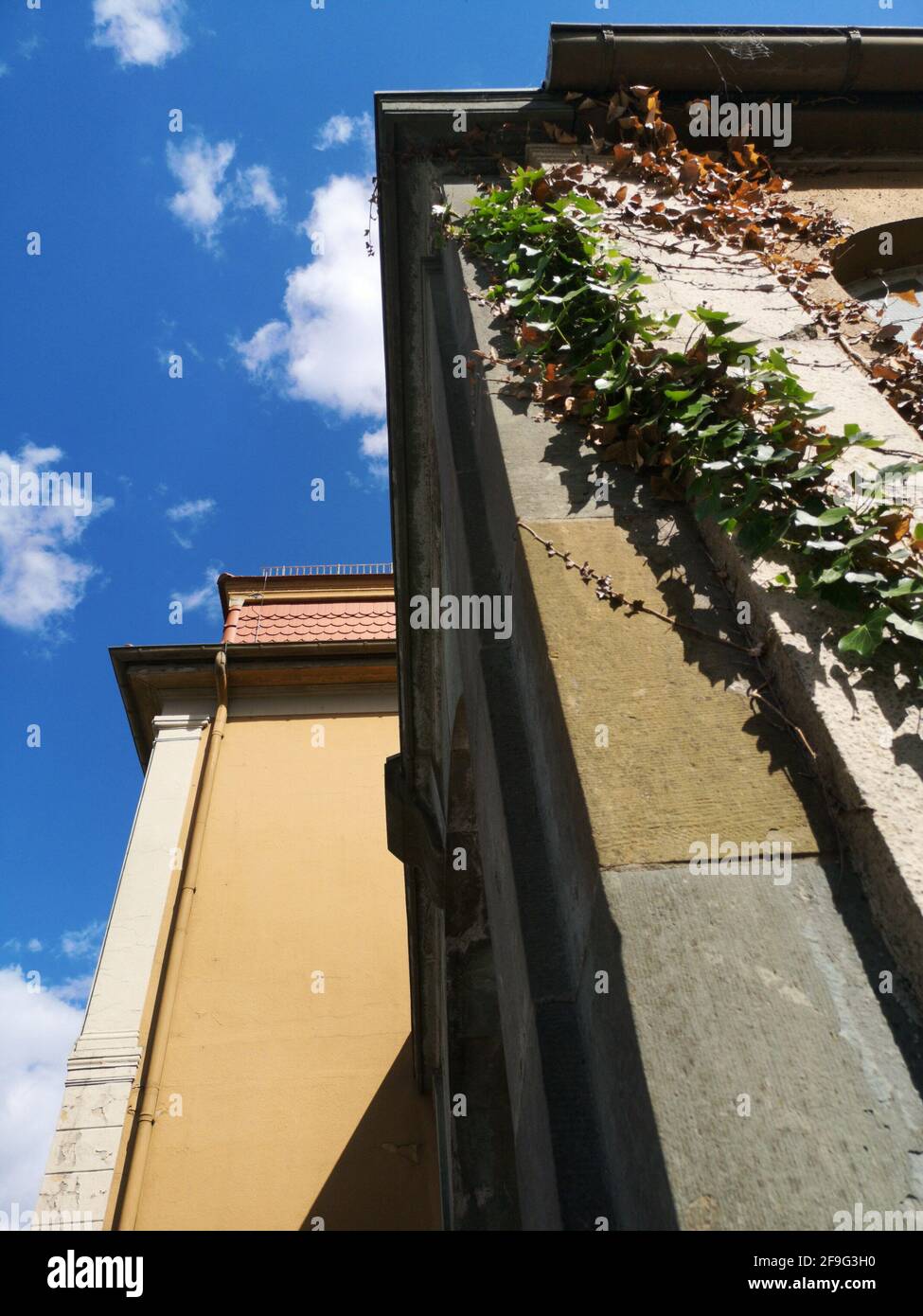 A vertical shot of creeping leaves on a building Stock Photo - Alamy