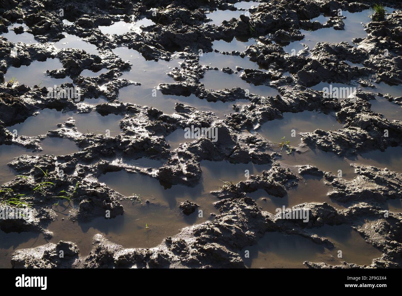 A muddy puddle texture in the sunlight Stock Photo - Alamy