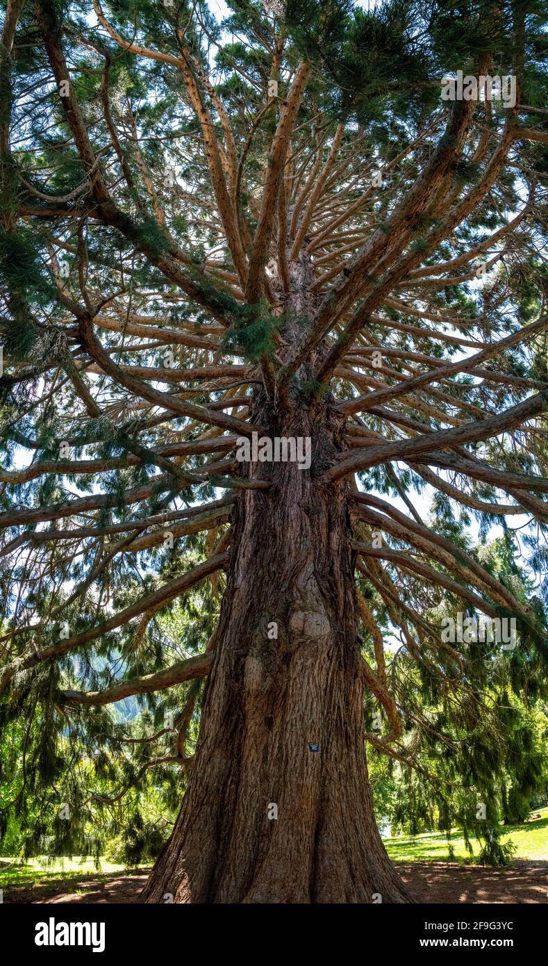 Giant sequoia tree branches hi-res stock photography and images - Alamy