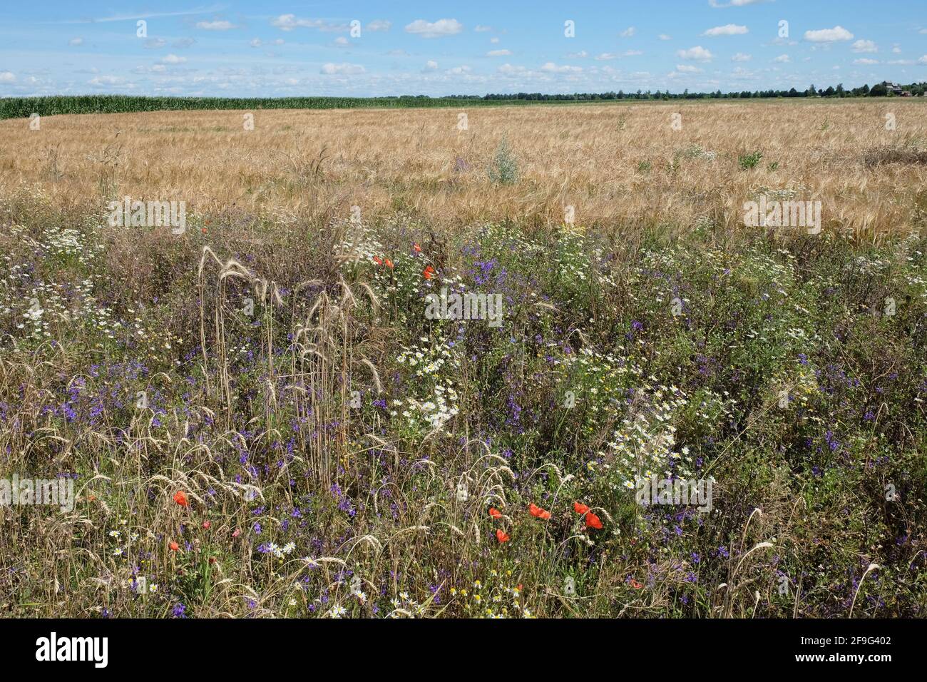 Ukrainian steppe hi-res stock photography and images - Alamy