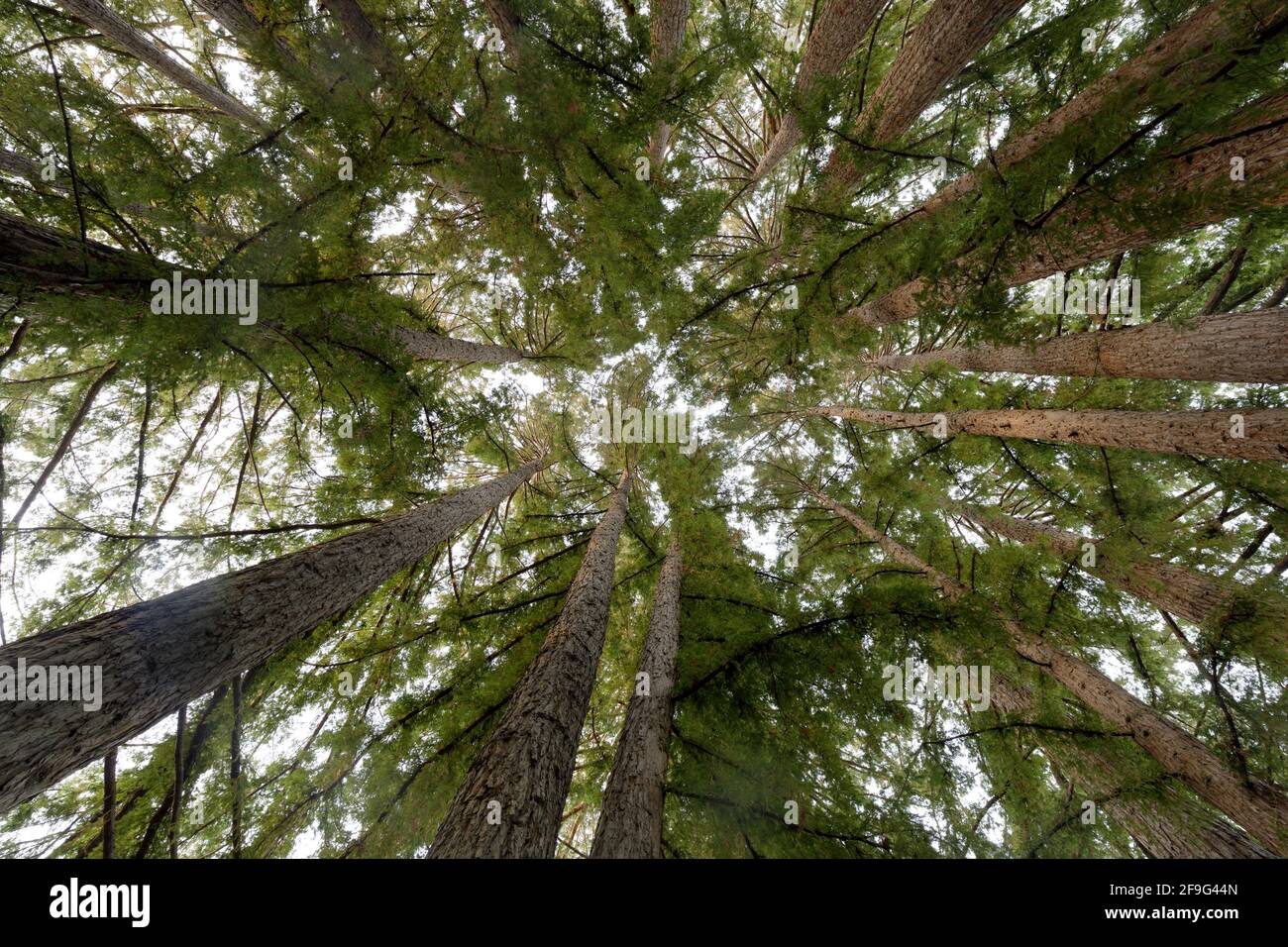 White redwoods hi-res stock photography and images - Alamy