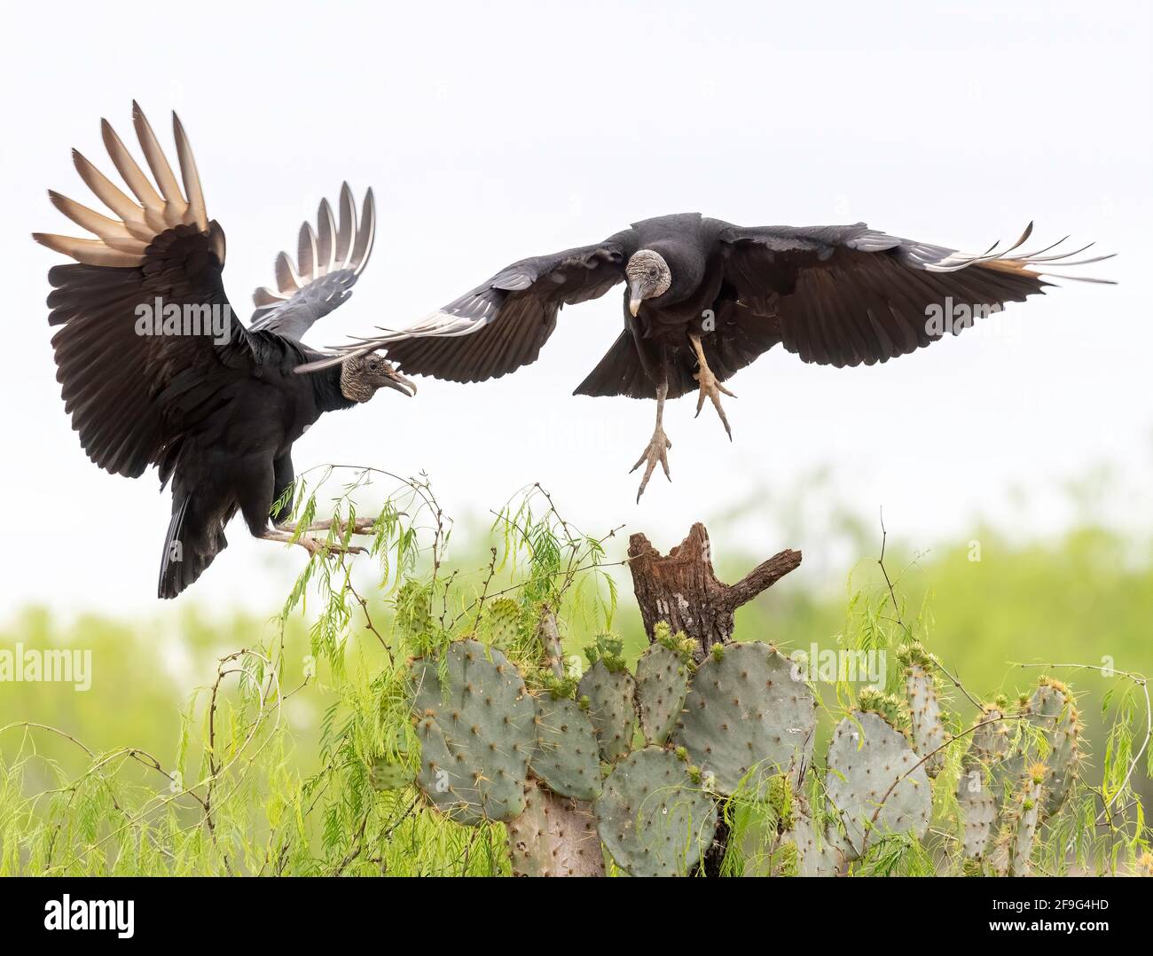 Black Vulture Laguna Seca Ranch Rio Grande Valley Texas Usa Stock