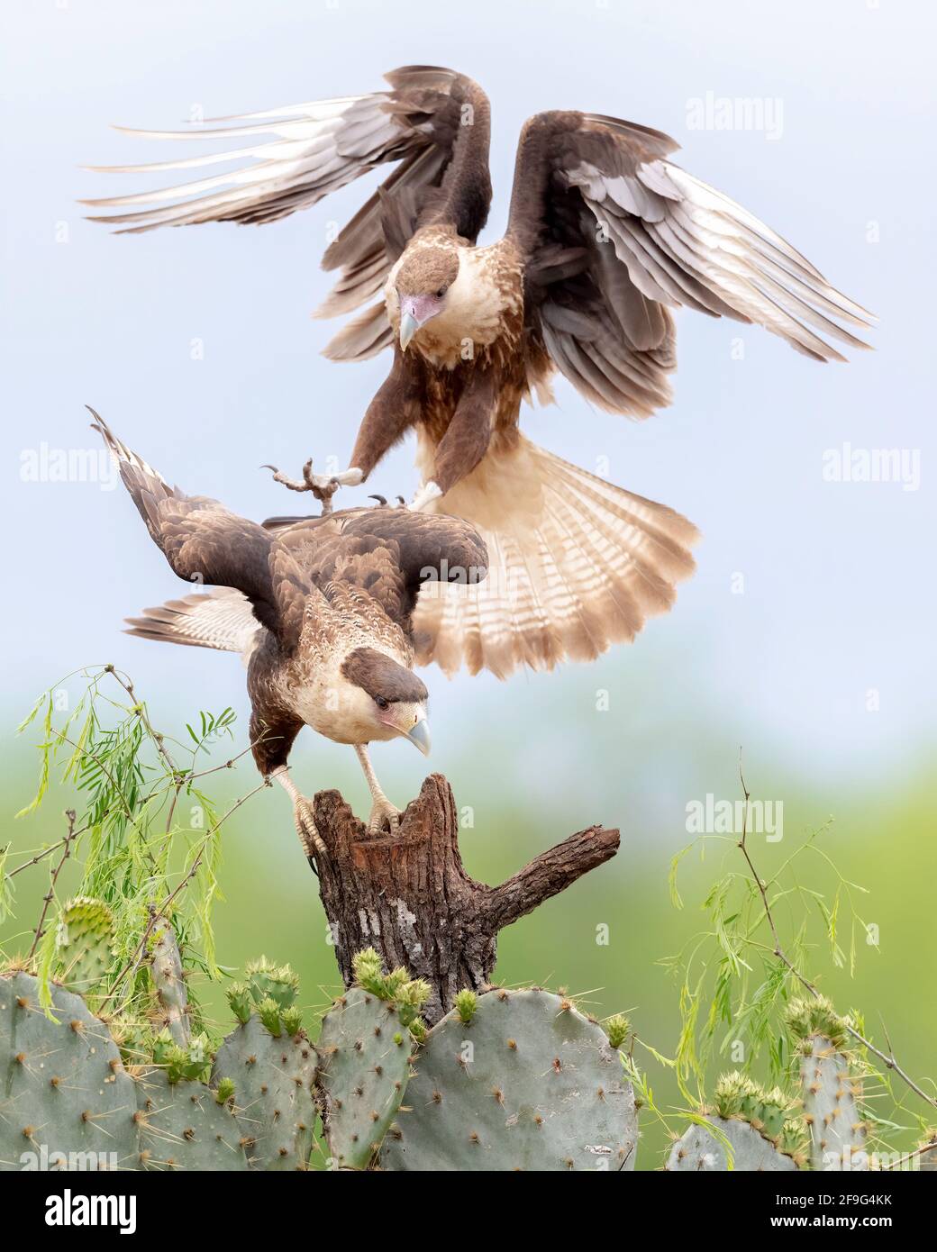 Gulf coast birds hi-res stock photography and images - Alamy