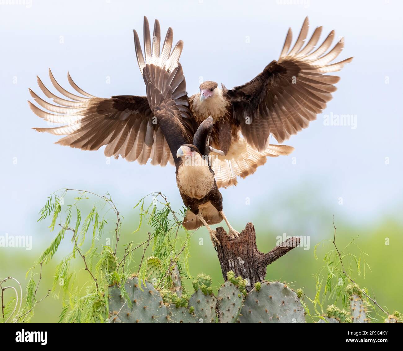 Texas Gulf Coast Birds High Resolution Stock Photography and Images - Alamy