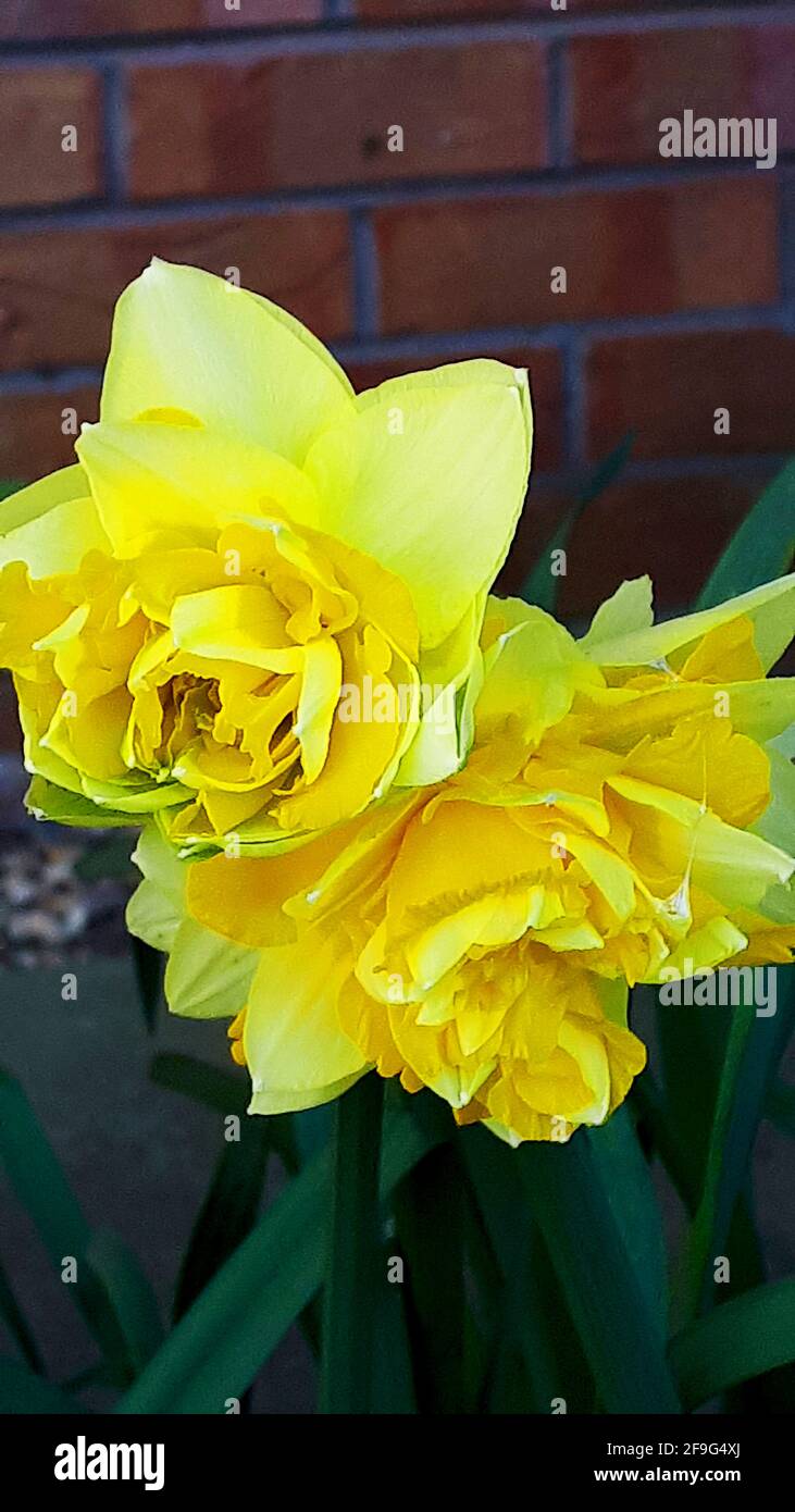 Double Daffodils resemble peonies or carnations more than classic ...