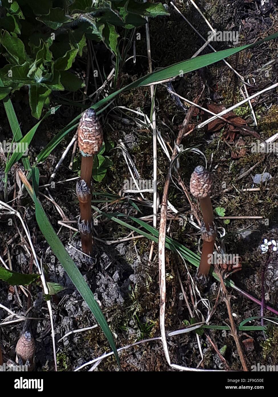 Public Enemy Number One if you are a gardener is Mares Tail. These are ...