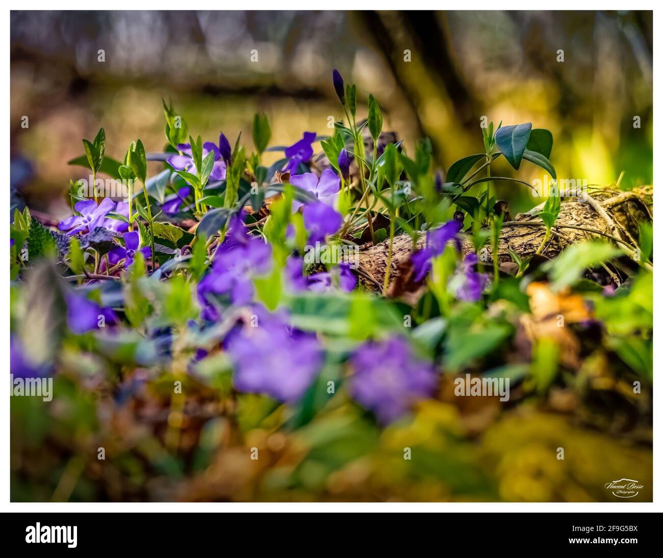 Purple field Cut Out Stock Images & Pictures - Alamy