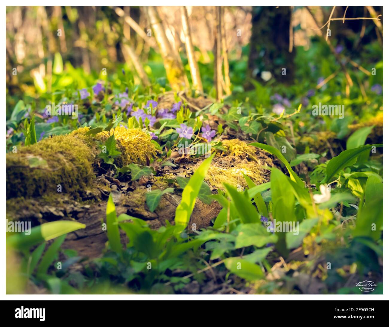 Beautiful small purple flowers Cut Out Stock Images & Pictures - Alamy