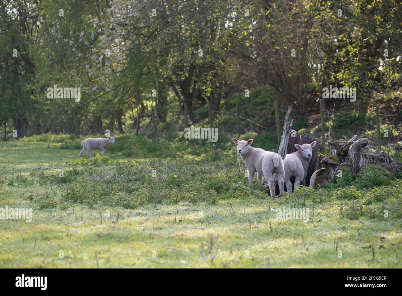 Spring farming hi-res stock photography and images - Alamy