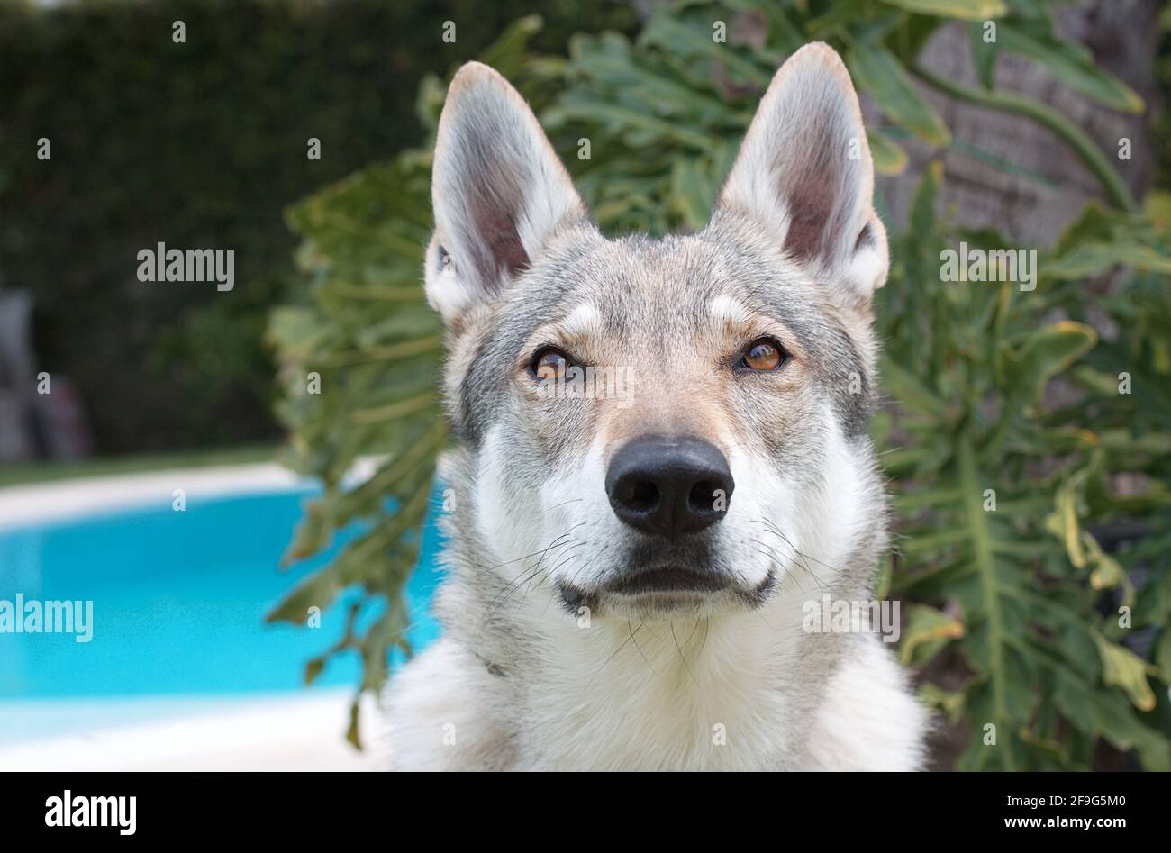 Czechoslovakian wolfdog hi-res stock photography and images - Alamy