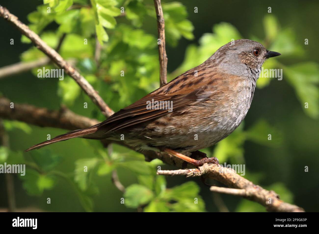 Dunnock (Prunella Modularis), formerly known as the Hedge Sparrow Stock Photo - Alamy