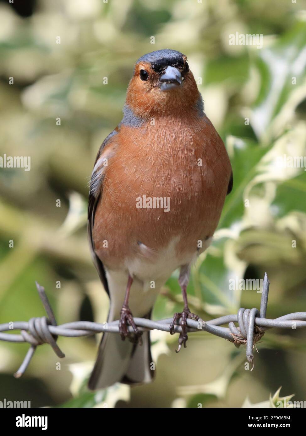 Chaffinch fringilla coelebs male wales hi-res stock photography and ...