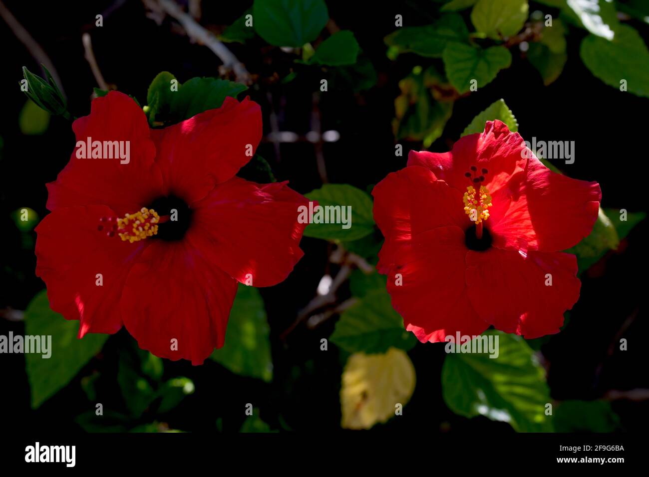 A pair of red hibiscus in the garden Stock Photo - Alamy