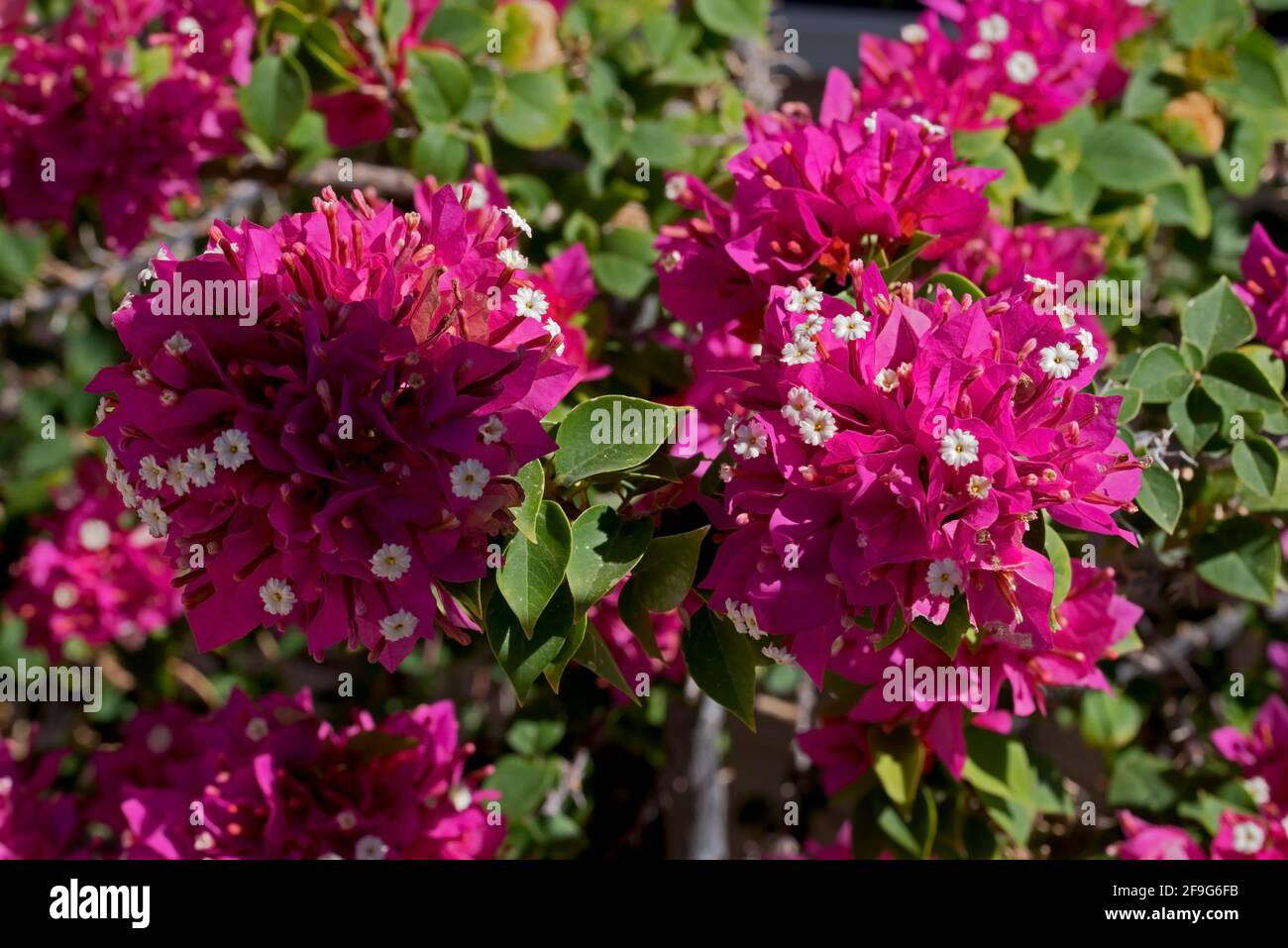 Bougainvillea in full bloom in the garden Stock Photo - Alamy
