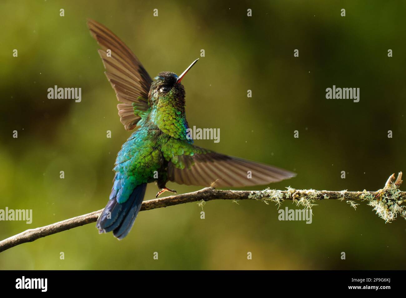 Fiery-throated Hummingbird - Panterpe insignis medium-sized hummingbird ...