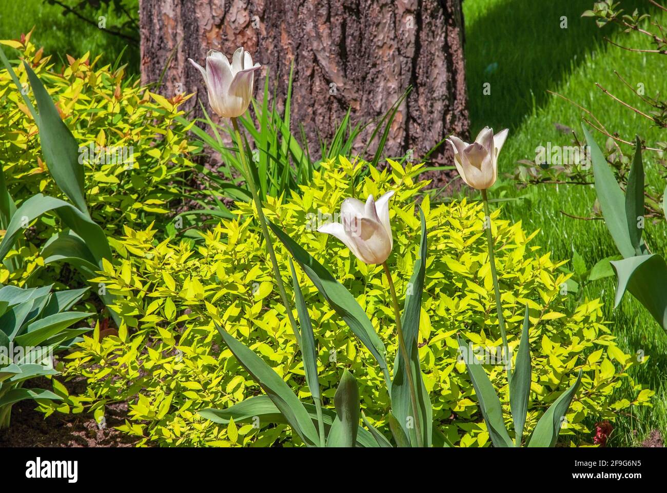 White tulip russia hi-res stock photography and images - Alamy