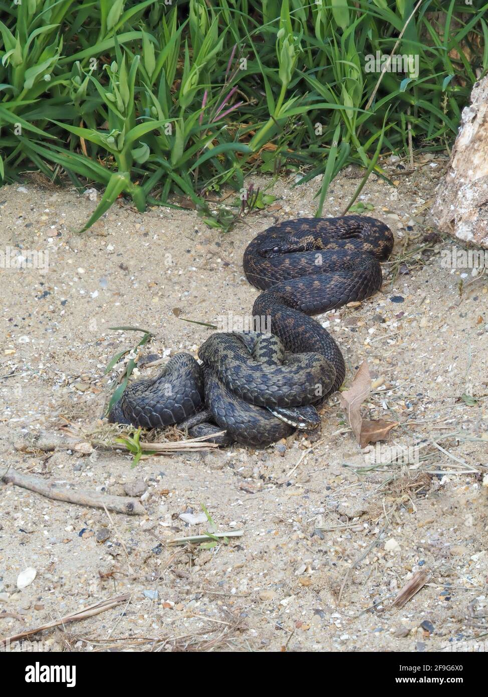 Two Adder Snakes. Coiled. Basking Stock Photo - Alamy