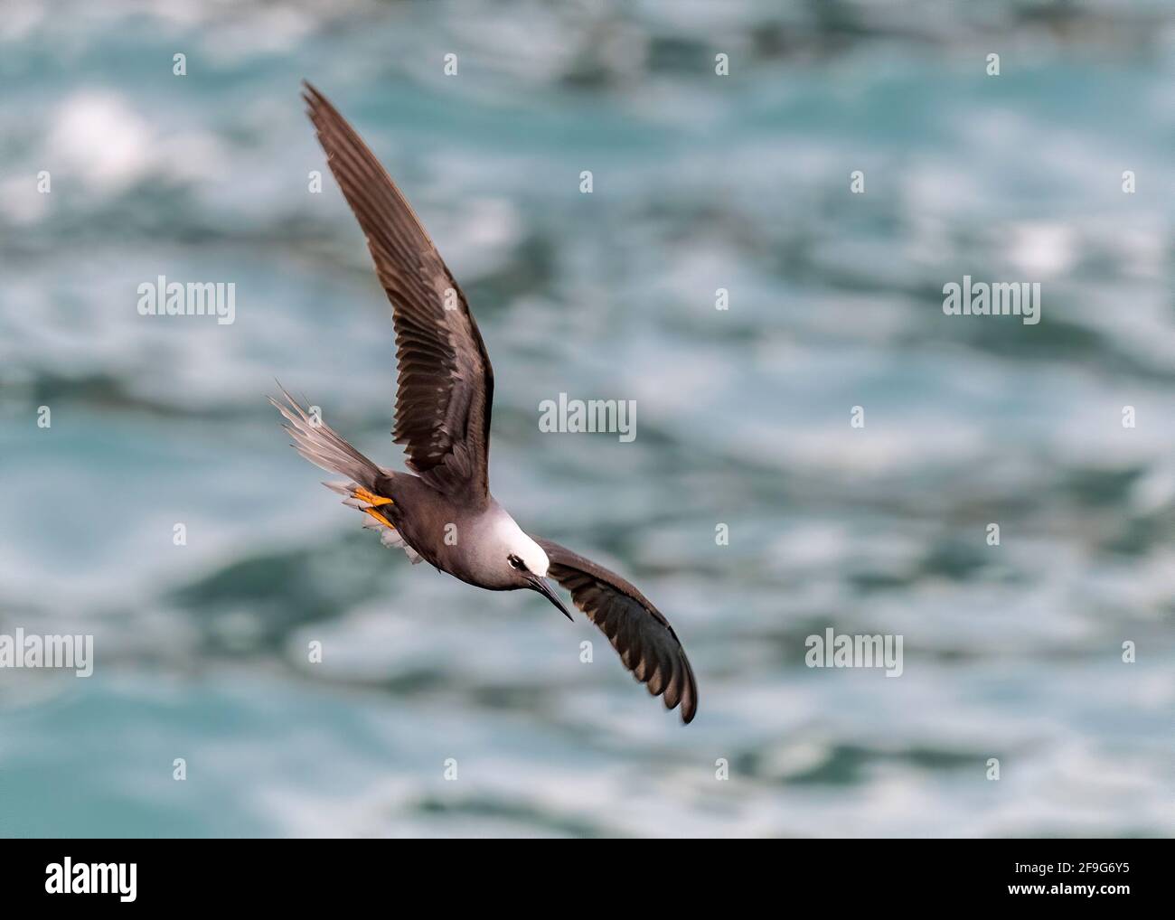 Brown Noddy (Anous stolidus), Hana, Maui, Hawaii, Island Stock Photo ...
