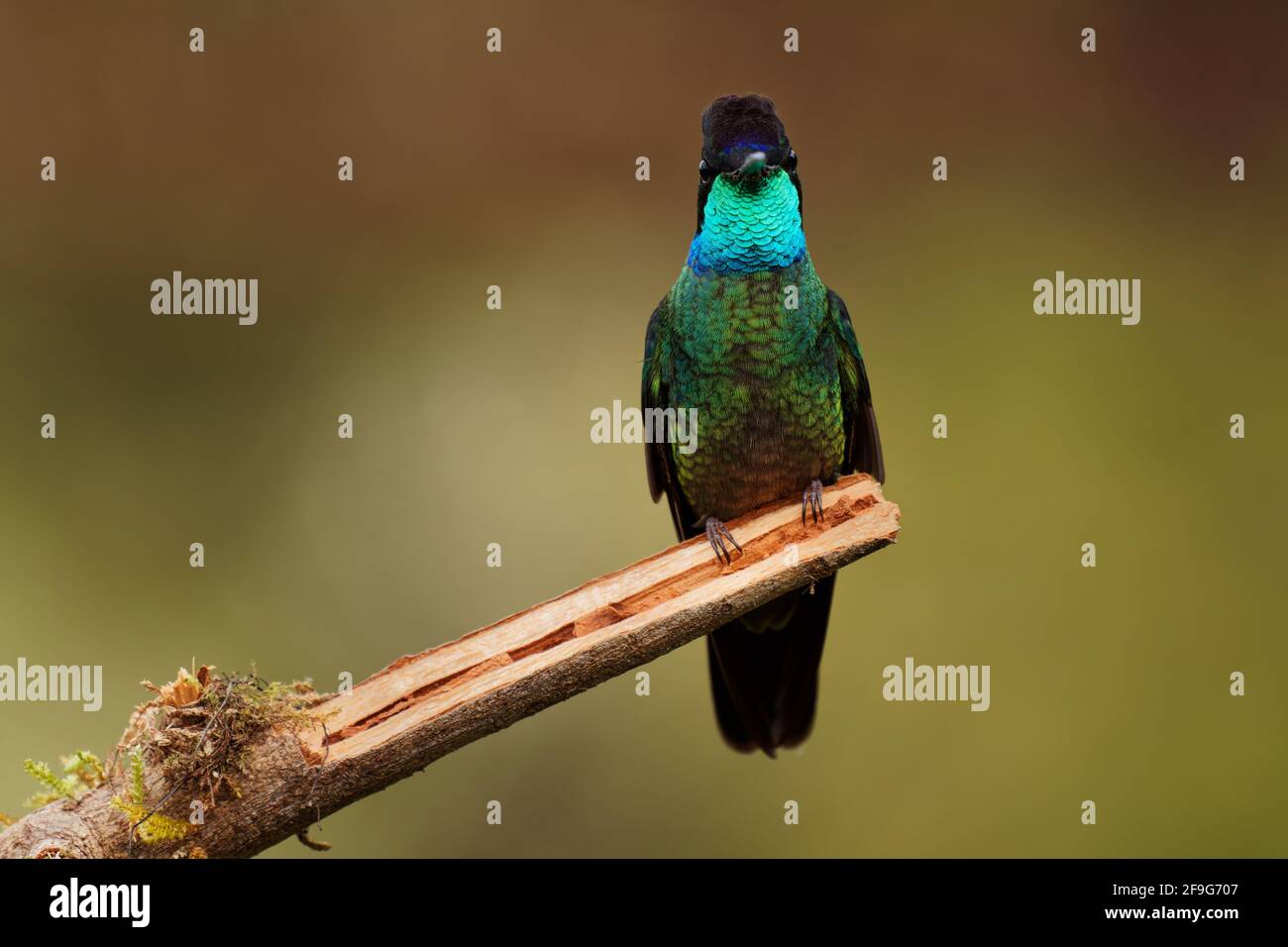 Talamanca (Admirable) Hummingbird - Eugenes spectabilis is large ...