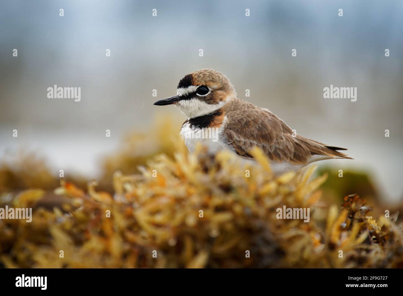 Charadrius collaris - Collared Plover small shorebird in the plover ...