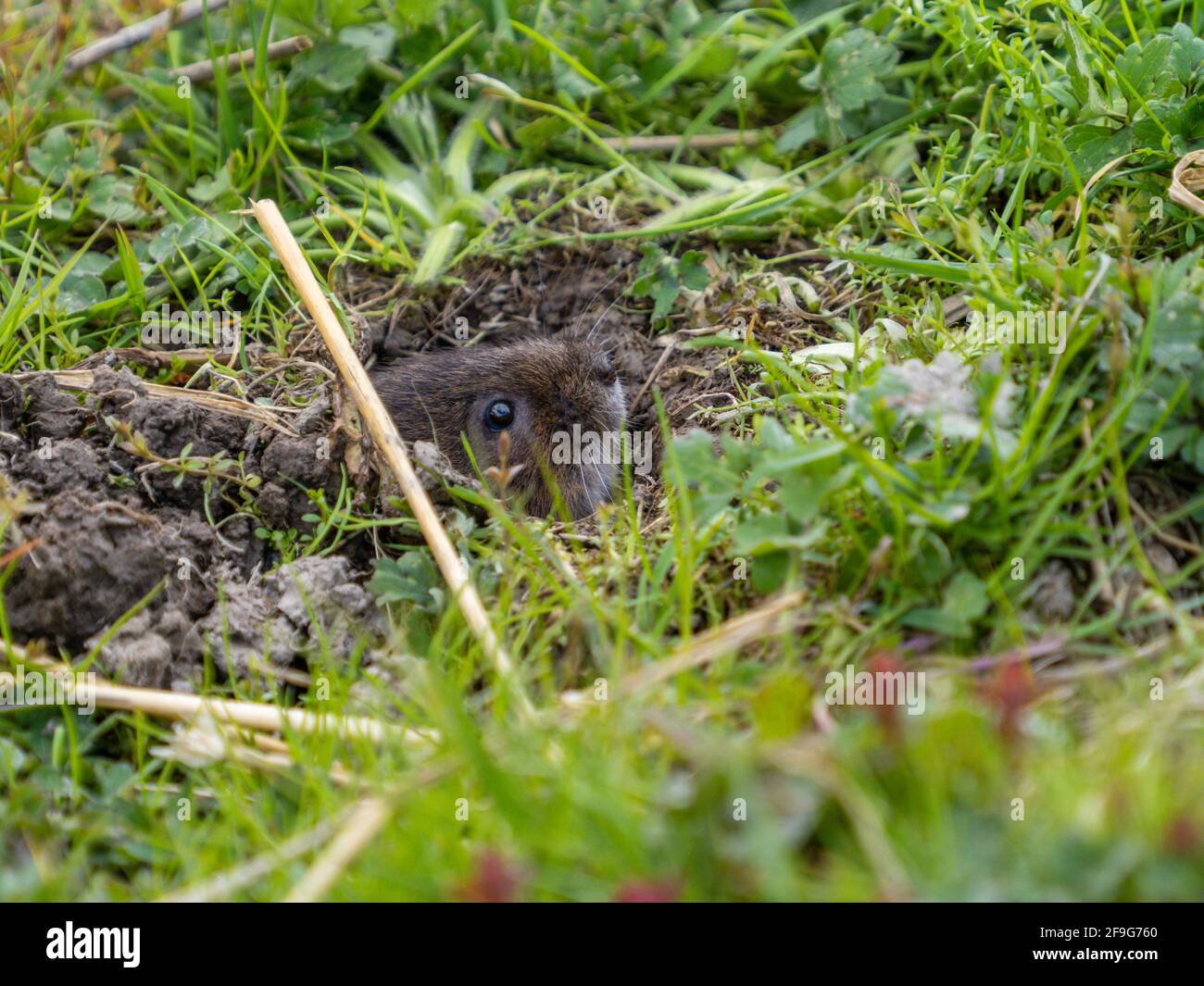 Water Vole looking our of a Hole Stock Photo - Alamy