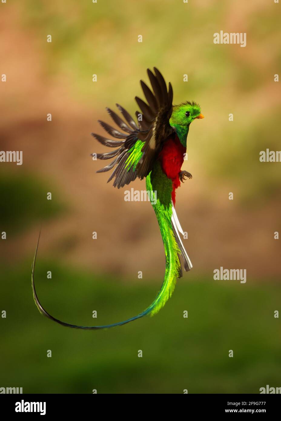 Quetzalcoatl Bird