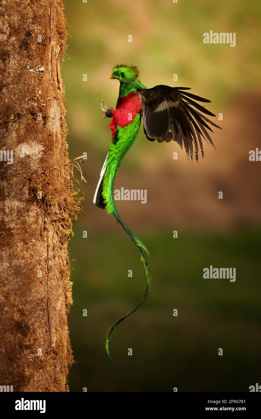 Male Quetzal Bird