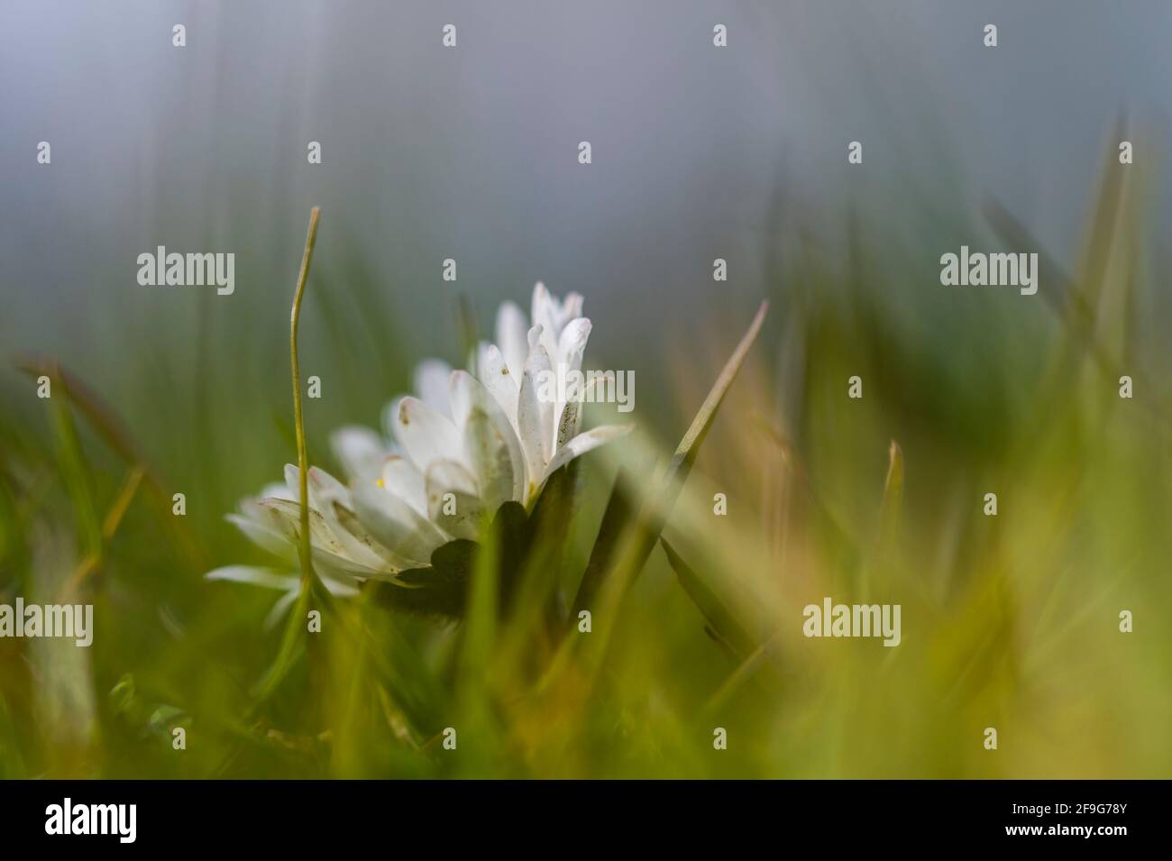 Flowers of the daisy family hi-res stock photography and images - Alamy